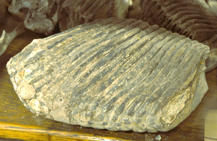 The Spirit of ’76 Museum and the Spirit of Alexander Justice – The ...